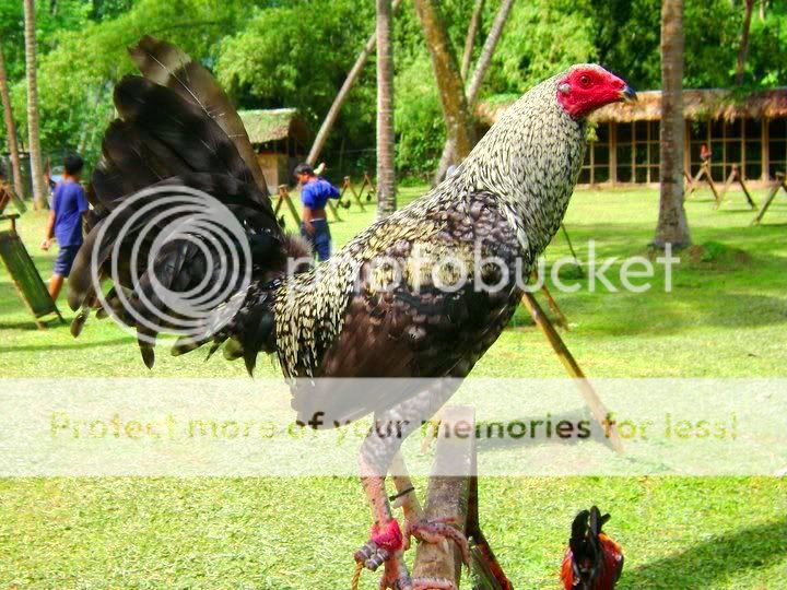 Dirty Dom Of Garces Brothers Gamefarm Photo by chairrythomas | Photobucket